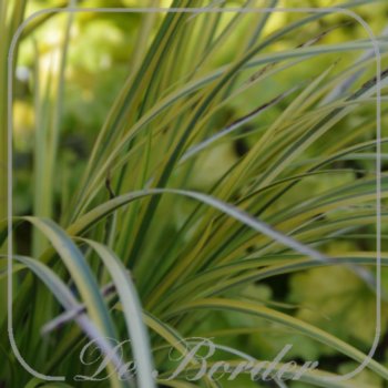 Acorus gramineus ‘Ogon’ – Kwekerij De Border