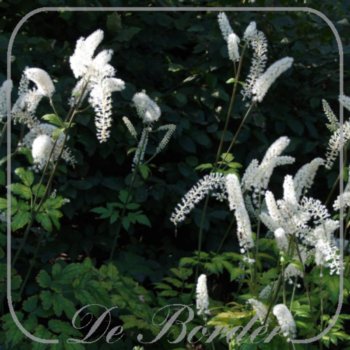 Actaea simplex ‘White Pearl’ – Kwekerij De Border