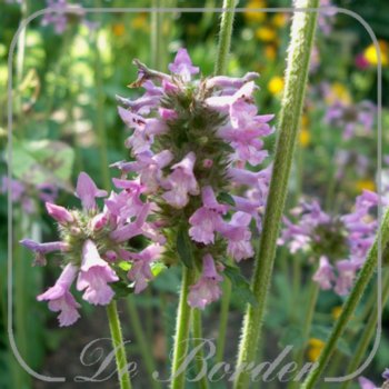 Betonica officinalis – Kwekerij De Border