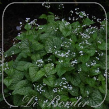 Brunnera macrophylla ‘Mr. Morse’ – Kwekerij De Border
