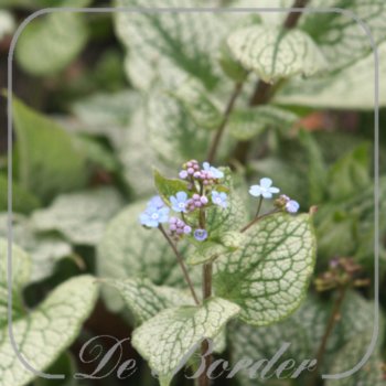 Brunnera macrophylla ‘Queen of Hearts’ – Kwekerij De Border