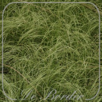 Carex comans ‘Amazon Mist Color Grass’ – Kwekerij De Border