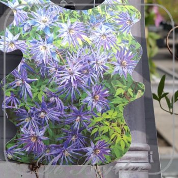 Clematis ‘Spiky’ – Kwekerij De Border