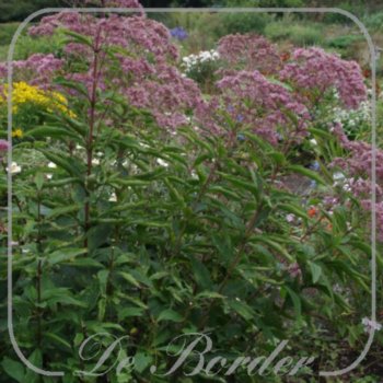 Eupatorium maculatum ‘Phantom’ – Kwekerij De Border