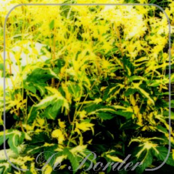 Filipendula ulmaria ‘Variegata’ – Kwekerij De Border