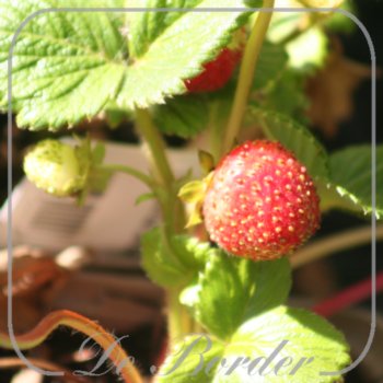 Fragaria ananassa ‘Delizz’ – Kwekerij De Border