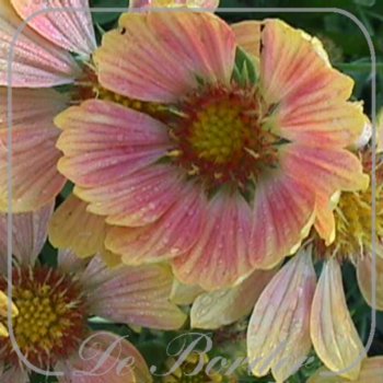 Gaillardia species – Kwekerij De Border