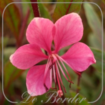 Gaura lindheimeri ‘Pink Dwarf’ – Kwekerij De Border