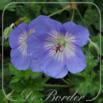 Geranium ‘Azure Rush’ – Kwekerij De Border
