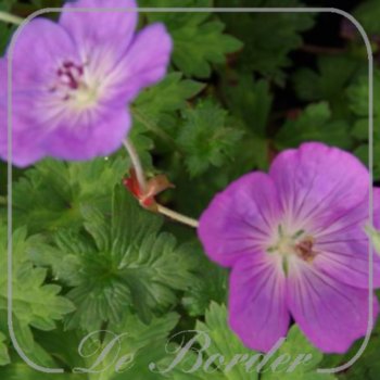 Geranium ‘Azure Rush’ – Kwekerij De Border