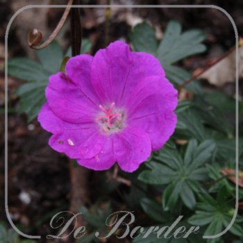 Geranium sanguineum ‘Alan Bloom’ – Kwekerij De Border