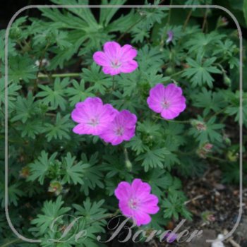 Geranium sanguineum ‘Alan Bloom’ – Kwekerij De Border
