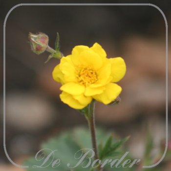 Geum ‘Limoncello’ – Kwekerij De Border