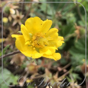 Geum ‘Limoncello’ – Kwekerij De Border