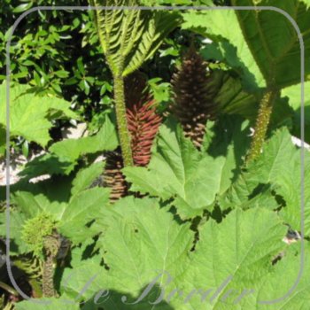 Gunnera manicata – Kwekerij De Border