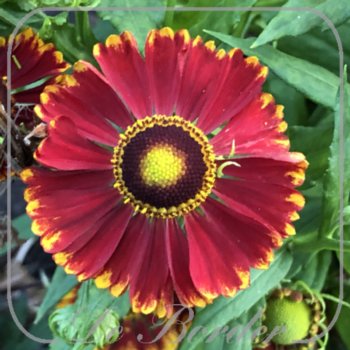 Helenium ‘Mahagoni’ – Kwekerij De Border