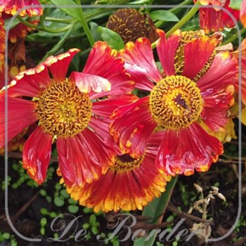 Helenium ‘Mahagoni’ – Kwekerij De Border