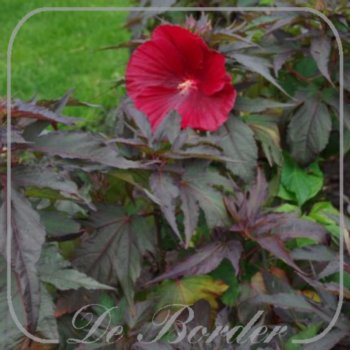 Hibiscus moscheutos ‘Carousel Geant Rouge’ – Kwekerij De Border