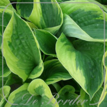 Hosta ‘Anne’ — – Kwekerij De Border