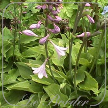 Hosta ‘Gold Drop’ – Kwekerij De Border