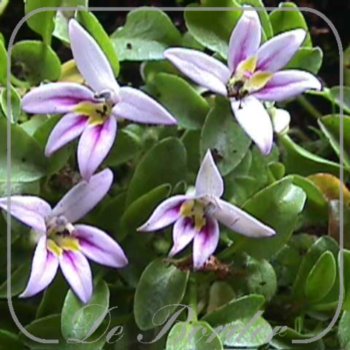 Hypsela reniformis – Kwekerij De Border