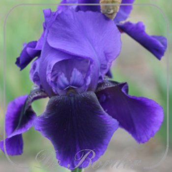 Iris ‘Bishop’s Robe’ – Kwekerij De Border
