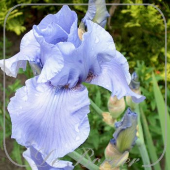 Iris ‘Pacific Mist’ – Kwekerij De Border