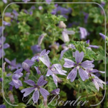 Malva sylvestris ‘Primley Blue’ – Kwekerij De Border