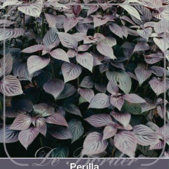Perilla nankinensis Atropurpurea – Kwekerij De Border