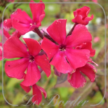 Phlox ‘Starfire’ – Kwekerij De Border