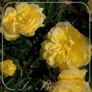 Rosa ‘Agnes’ (rugosa) – Kwekerij De Border