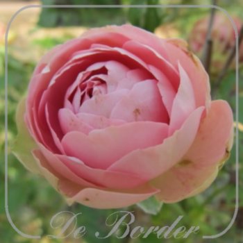 Rosa ‘Alchemist’ – Kwekerij De Border