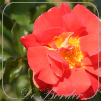 Rosa ‘Alchemist’ – Kwekerij De Border