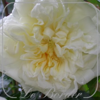 Rosa ‘Alchemist’ – Kwekerij De Border