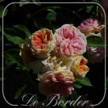 Rosa ‘Alchemist’ – Kwekerij De Border