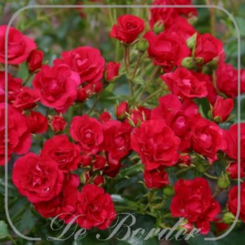 Rosa ‘Alchemist’ – Kwekerij De Border