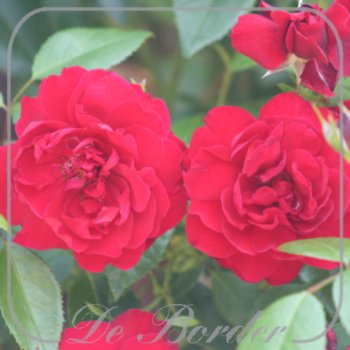 Rosa ‘Alchemist’ – Kwekerij De Border