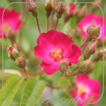 Rosa ‘Alchemist’ – Kwekerij De Border