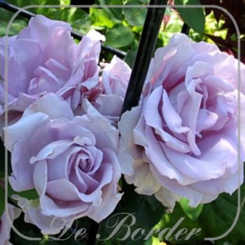 Rosa ‘Alchemist’ – Kwekerij De Border