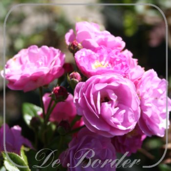 Rosa ‘Allevia’ – Kwekerij De Border