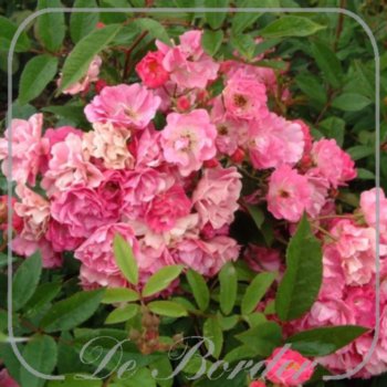 Rosa ‘Astrid Lindgren’ – Kwekerij De Border