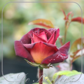 Rosa ‘Dark Knight – Kwekerij De Border
