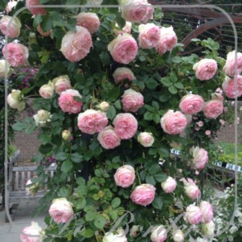 Rosa ‘Eden Rose’ – Kwekerij De Border