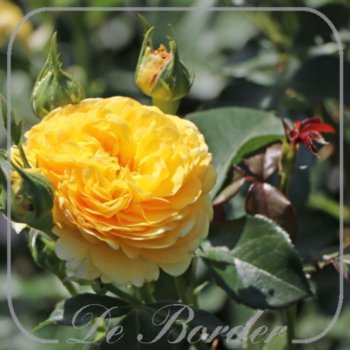 Rosa ‘Inka’ – Kwekerij De Border