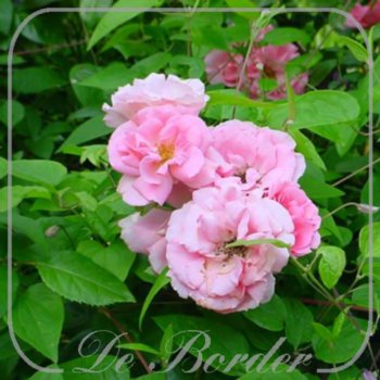 Rosa ‘Kathleen Harrop’ – Kwekerij De Border