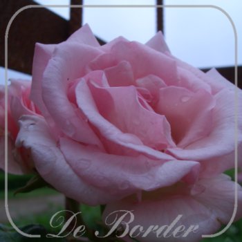 Rosa ‘Kathleen Harrop’ – Kwekerij De Border