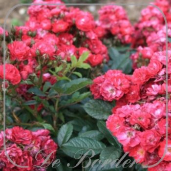 Rosa ‘Kent’ – Kwekerij De Border