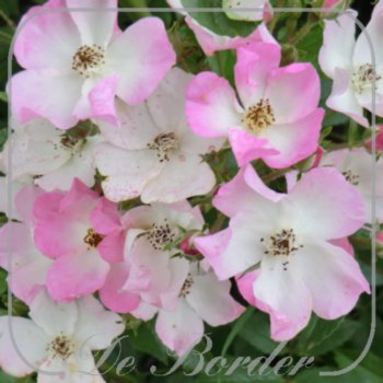 Rosa ‘Kent’ – Kwekerij De Border