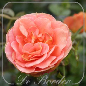 Rosa ‘Kent’ – Kwekerij De Border