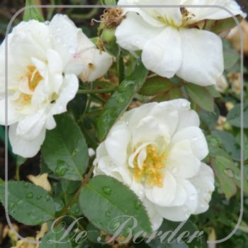 Rosa ‘Kent’ – Kwekerij De Border